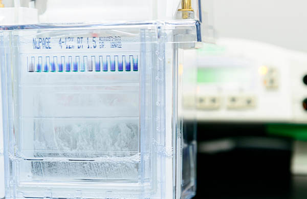 Quality Control of Biological Drugs - Creative Diagnostics