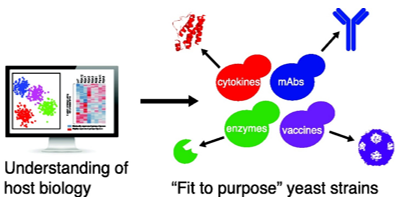 Yeast HCP ELISA Kits - Creative Diagnostics