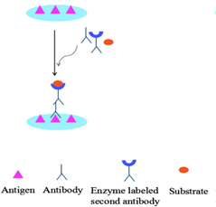 Antibiotics ELISA Kits - Creative Diagnostics