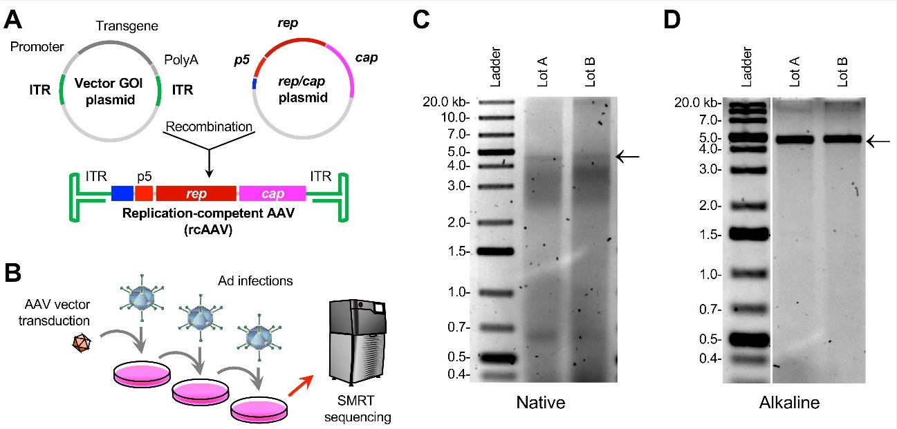 Adeno-Associated Virus Detection Assay (Replication-Competent Virus ...