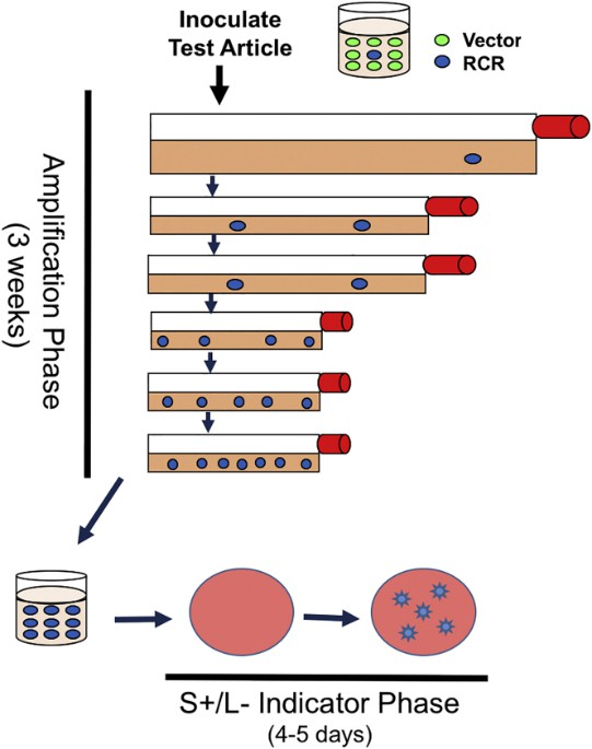 Retrovirus Detection Assay (Replication-Competent Retroviral Vector ...