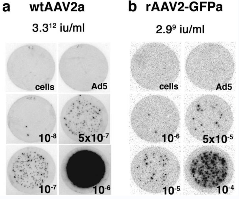 Adeno-Associated Virus Infectious Titers By TCID50 Assay With QF-PCR ...