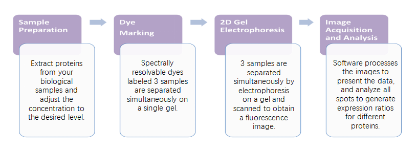 2D DIGE for Comparative Spot Pattern Analysis - Creative Diagnostics 2D DIGE for Comparative Spot Pattern Analysis - Creative Diagnostics