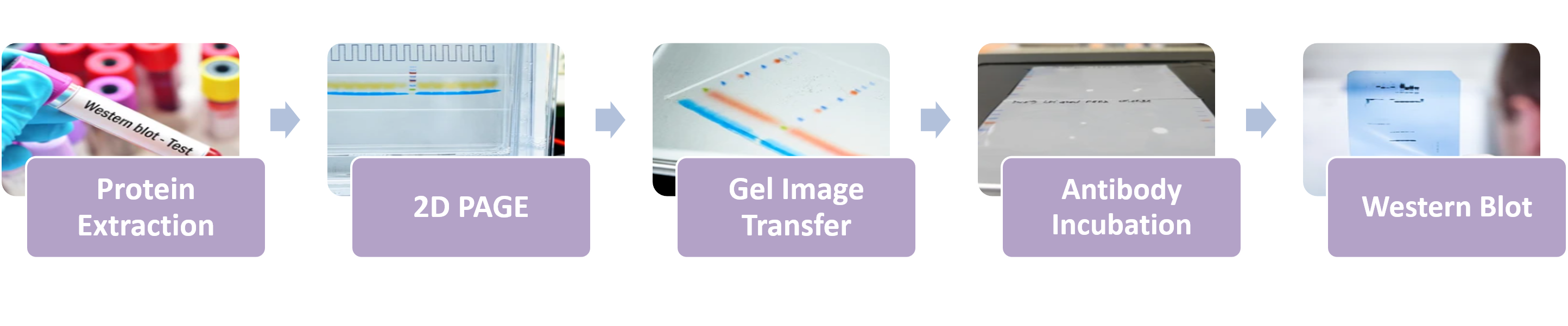 2D Western Blot of HCP Samples - Creative Diagnostics