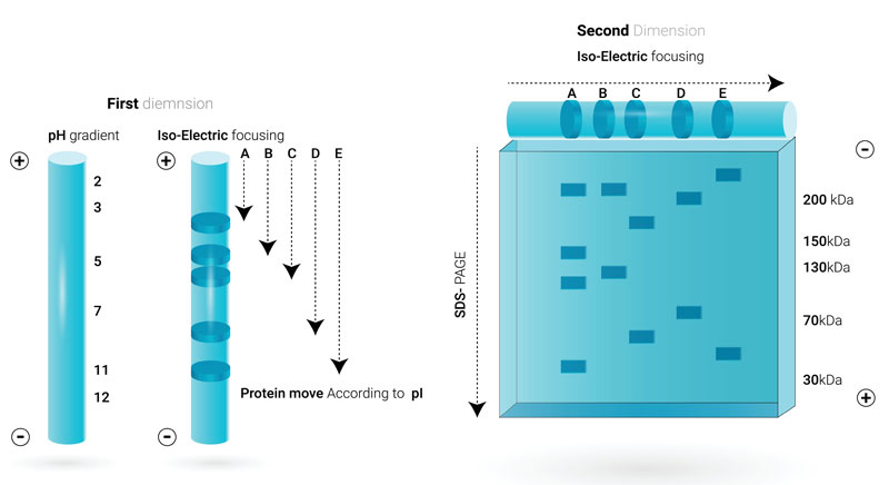2D PAGE of HCP Samples - Creative Diagnostics