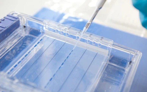Rapid PCR Mycoplasma Detection - Creative Diagnostics