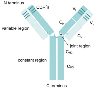 Antibodies - Creative Diagnostics