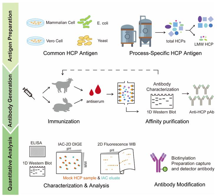 HCP Antibody Development - Creative Diagnostics