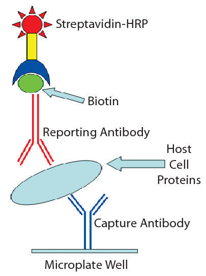 Host Cell Protein ELISA Kits - Creative Diagnostics