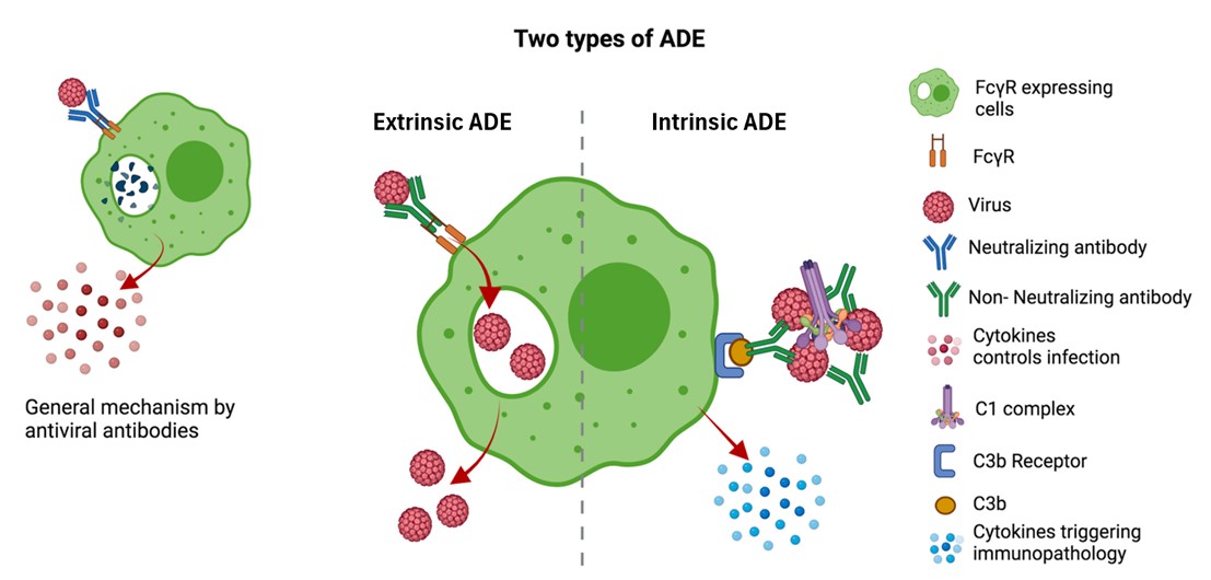 Antibody-dependent Enhancement (ADE) Testing Services - Creative ...