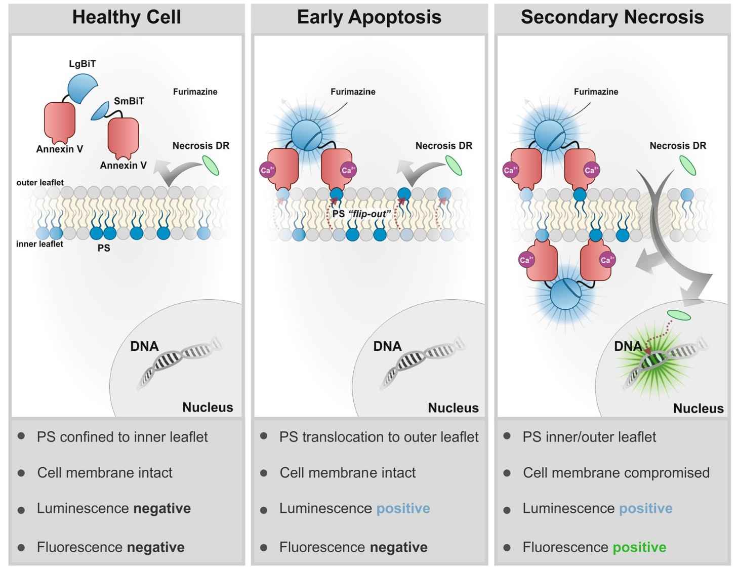 Apoptosis Detection - Creative Diagnostics