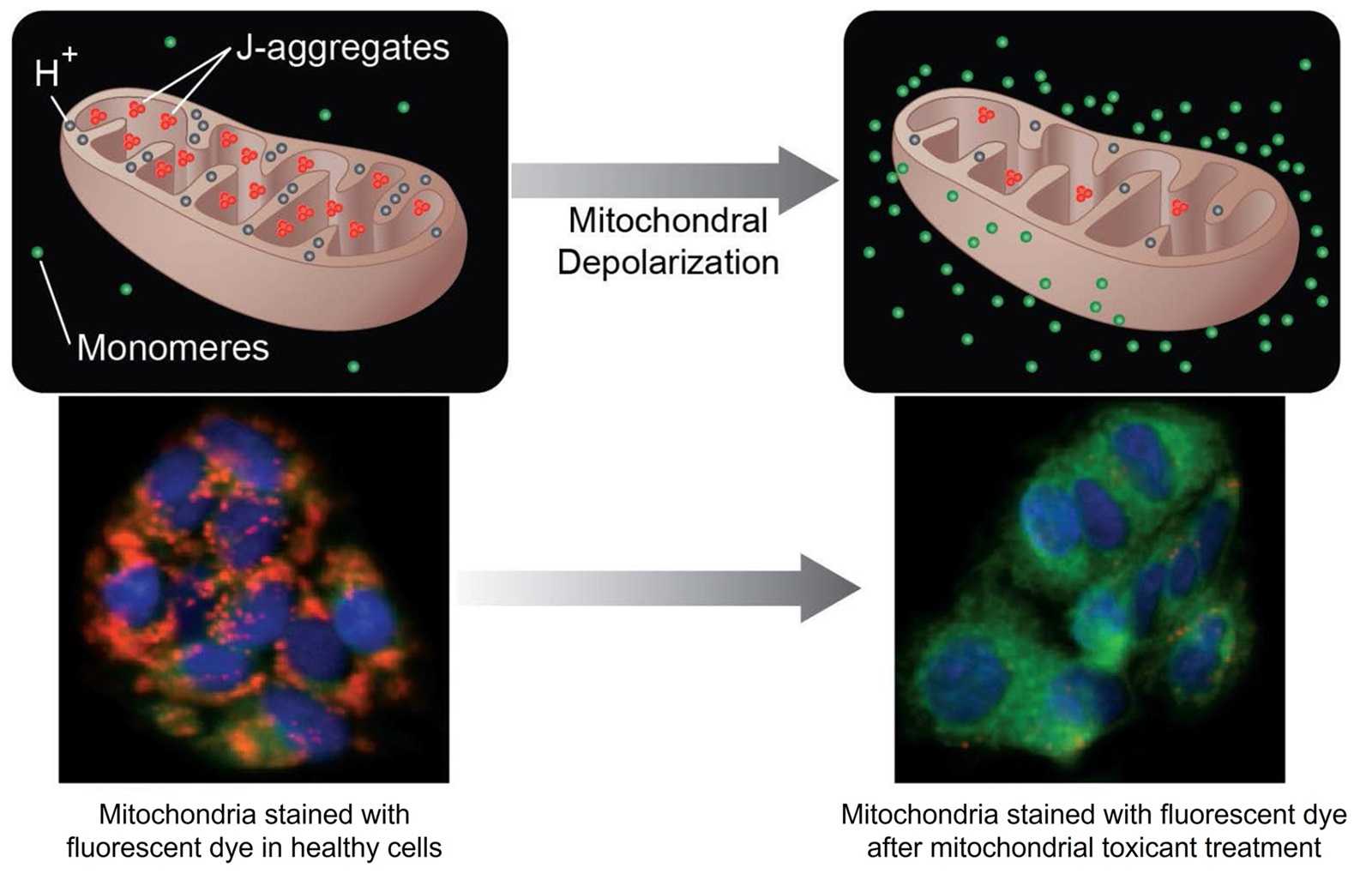 Apoptosis Detection - Creative Diagnostics