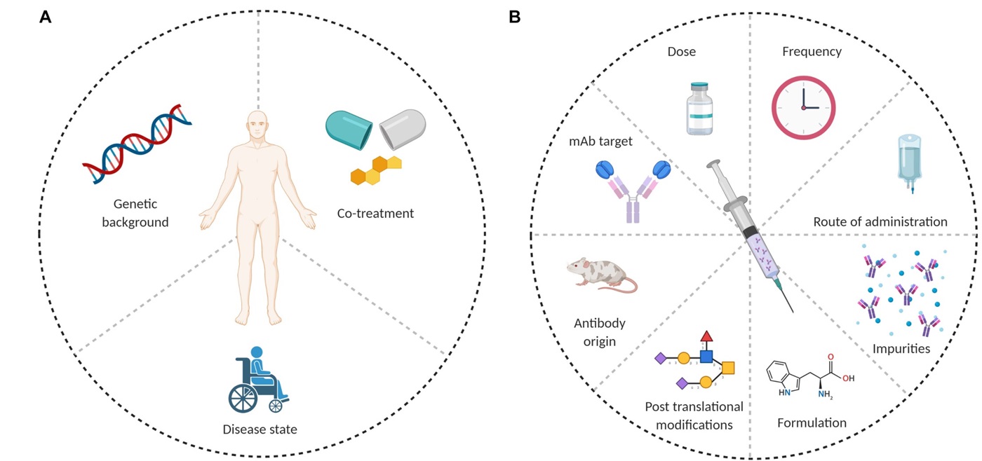 Assays for Anti-drug Antibodies - Creative Diagnostics