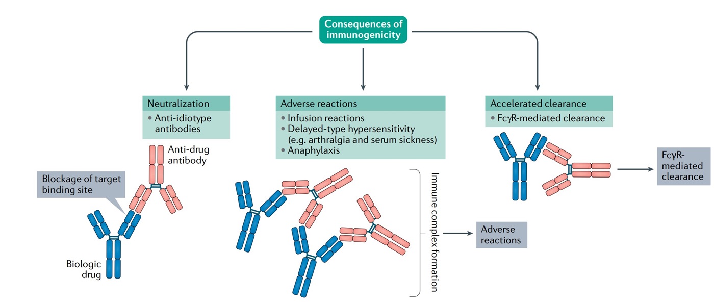 Assays for Anti-drug Antibodies - Creative Diagnostics
