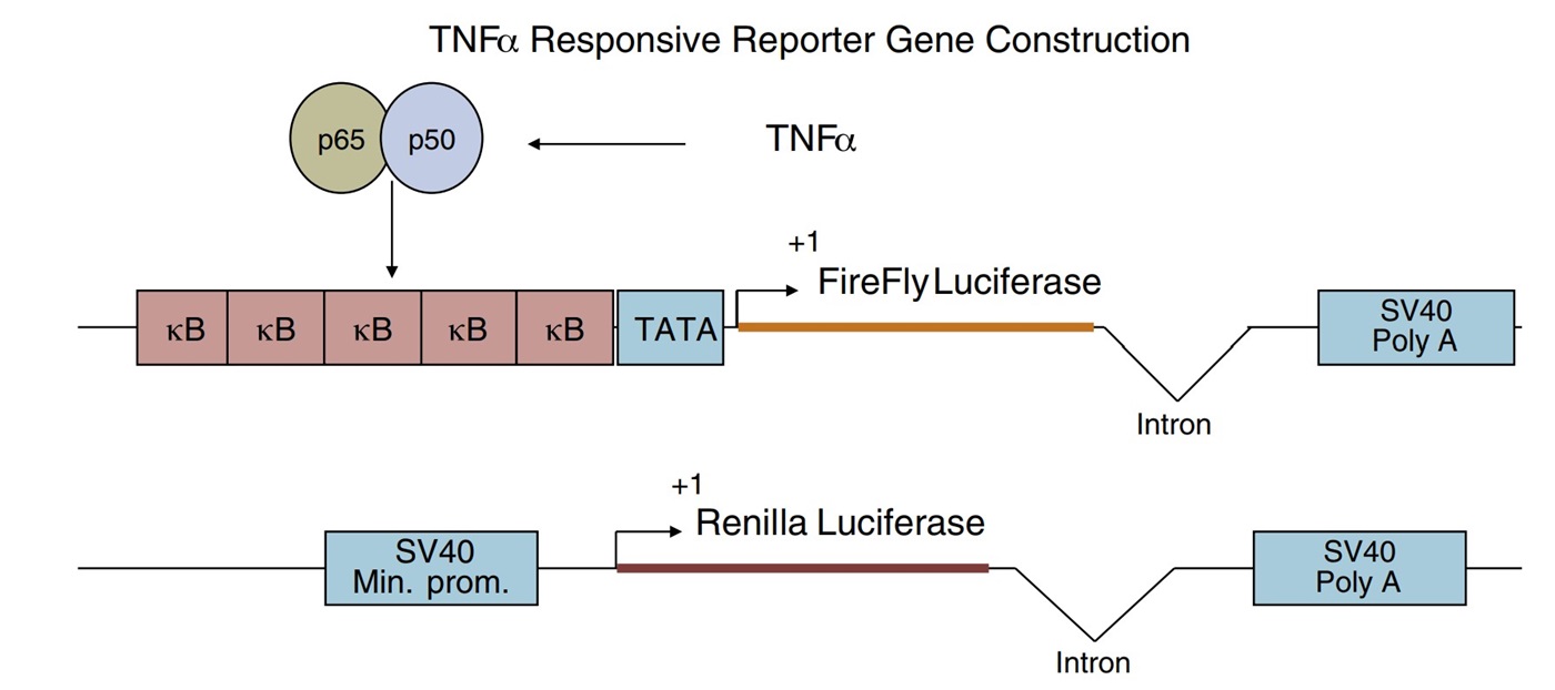 Assays for Anti-drug Antibodies - Creative Diagnostics