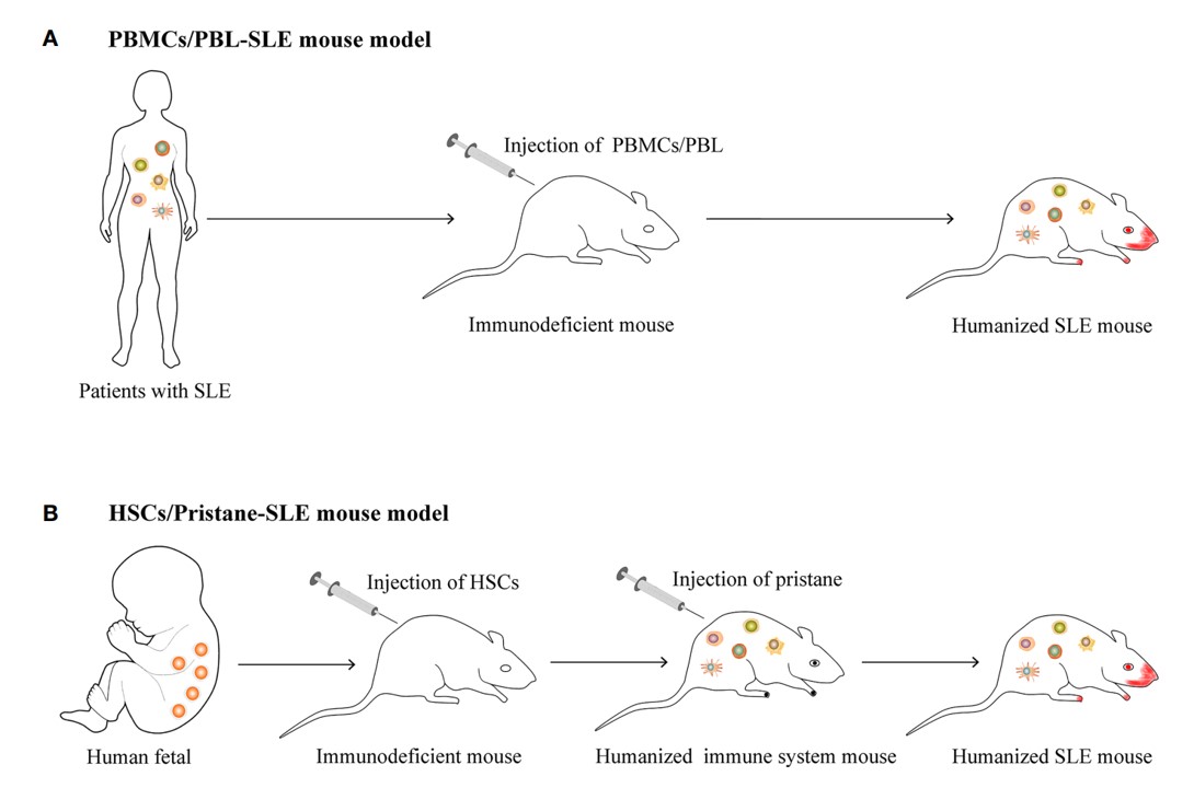 Autoimmune Disease Models - Creative Diagnostics