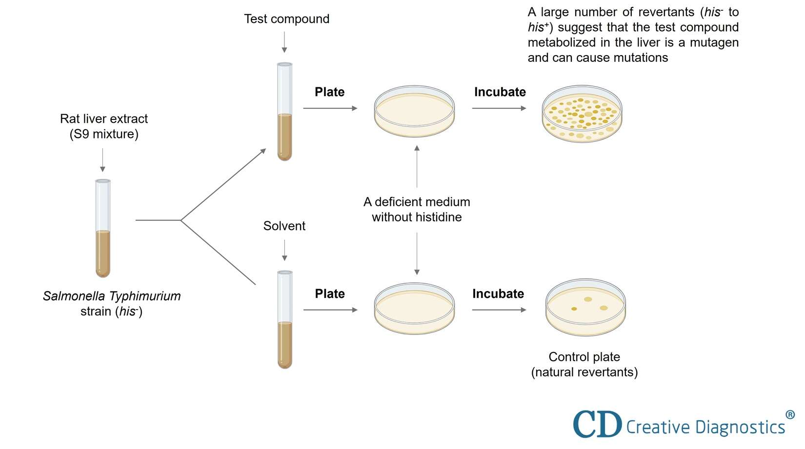 Bacteria-based Genotoxicity Test Kit - Creative Diagnostics