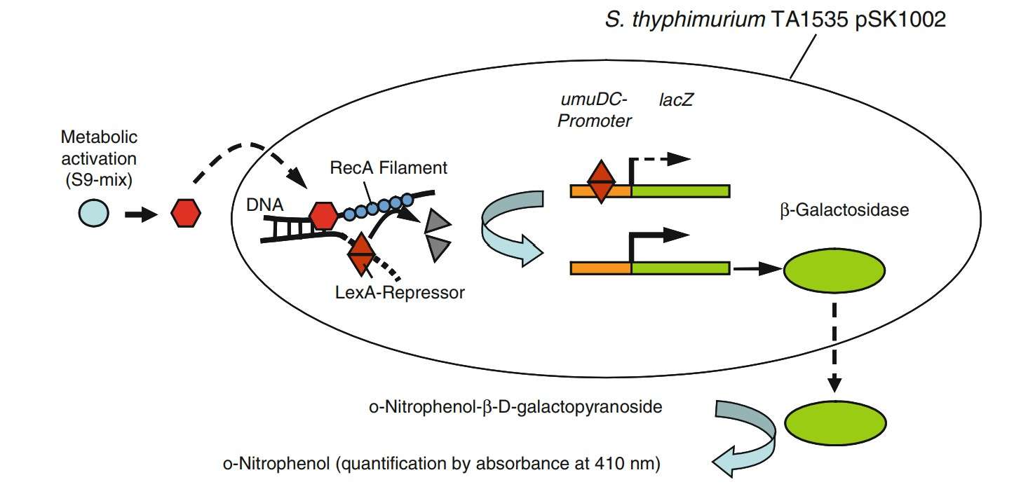 Bacteria-based Genotoxicity Test Kit - Creative Diagnostics