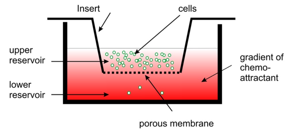 Cell Adhesion and Migration Assay - Creative Diagnostics