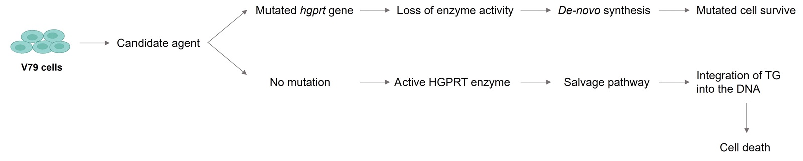 Cell-based Genotoxicity Test Kit - Creative Diagnostics
