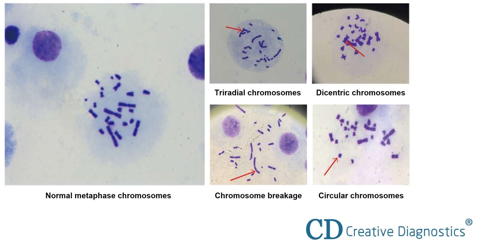 Cell-based Genotoxicity Test Kit - Creative Diagnostics