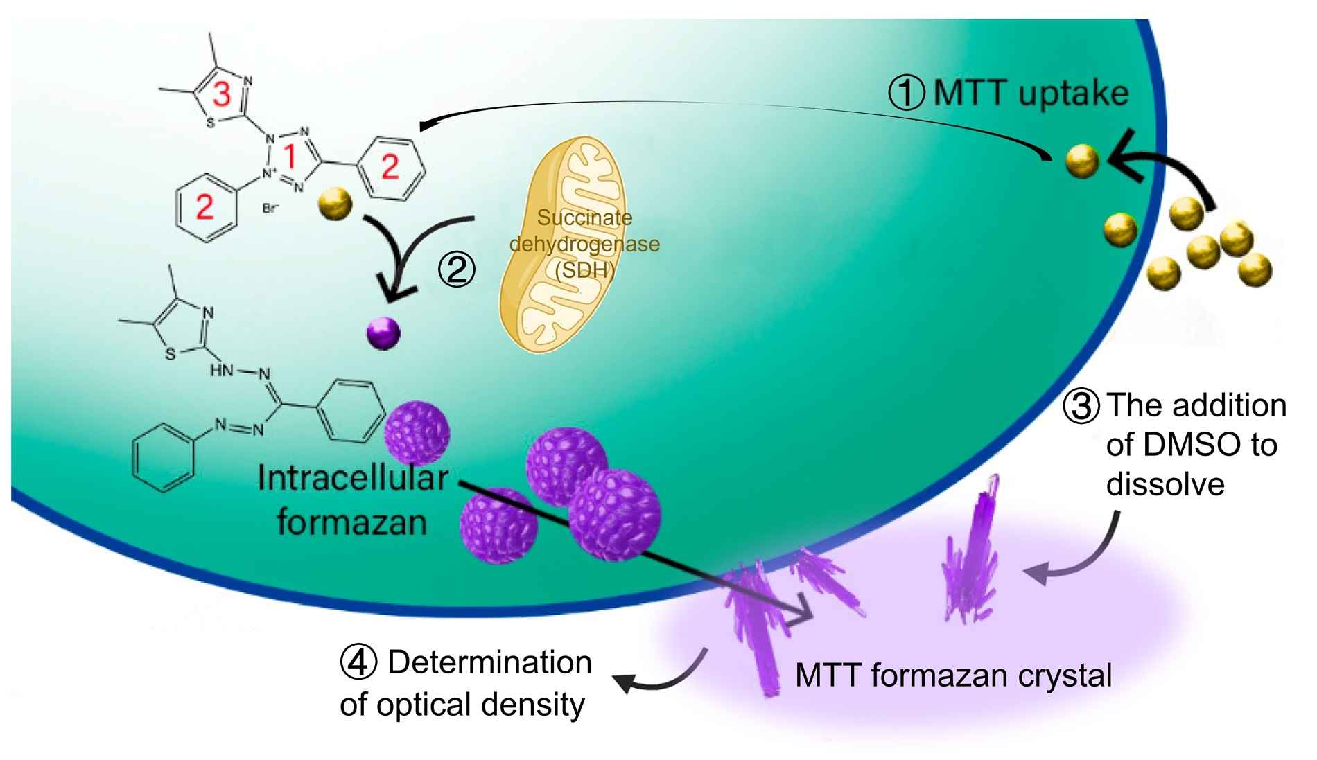 Cell Proliferation Inhibition Assay - Creative Diagnostics