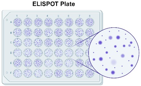 Cellular Level Analysis for Biological Drugs - Creative Diagnostics