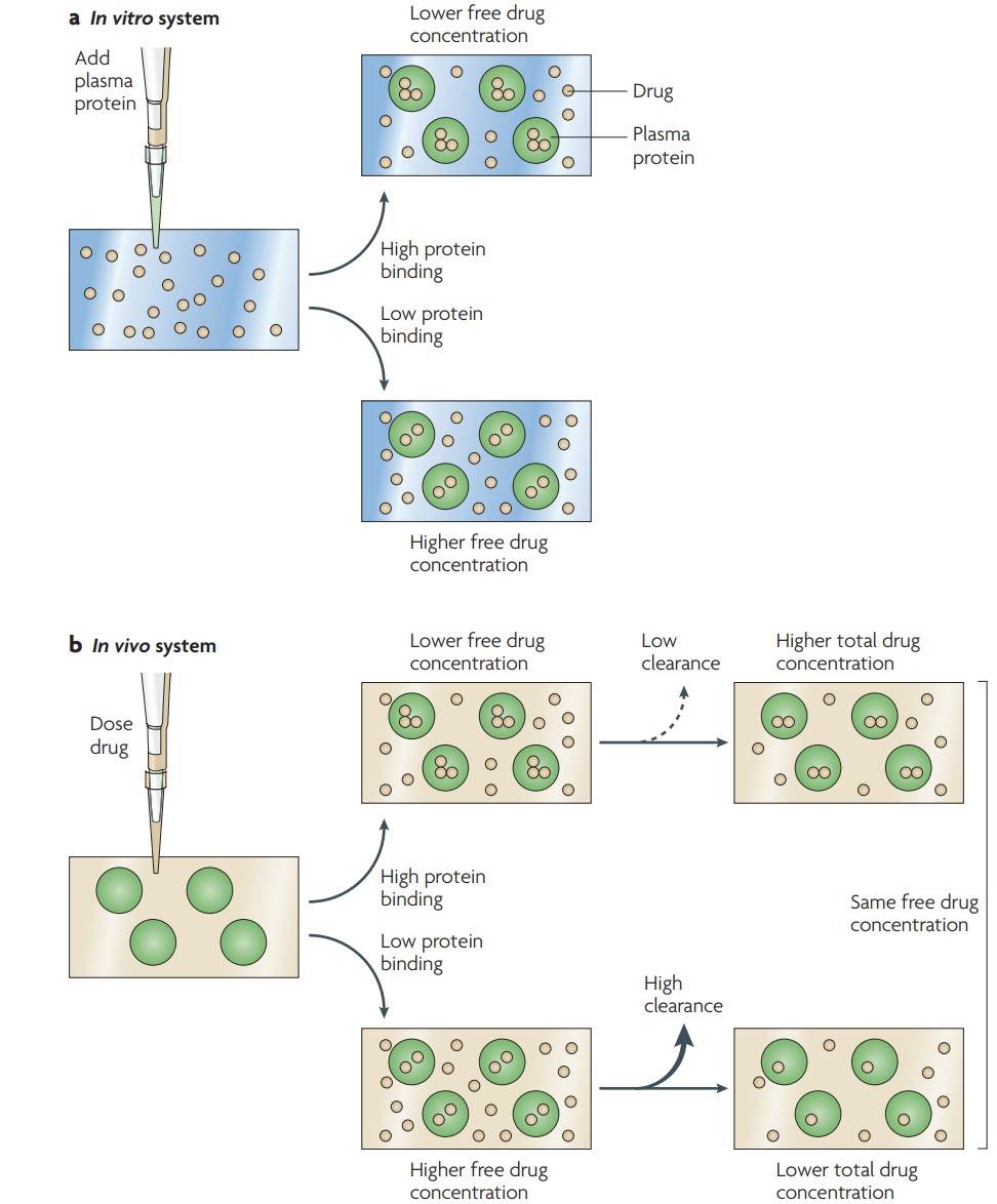 Determination of Plasma Protein Binding Rate - Creative Diagnostics