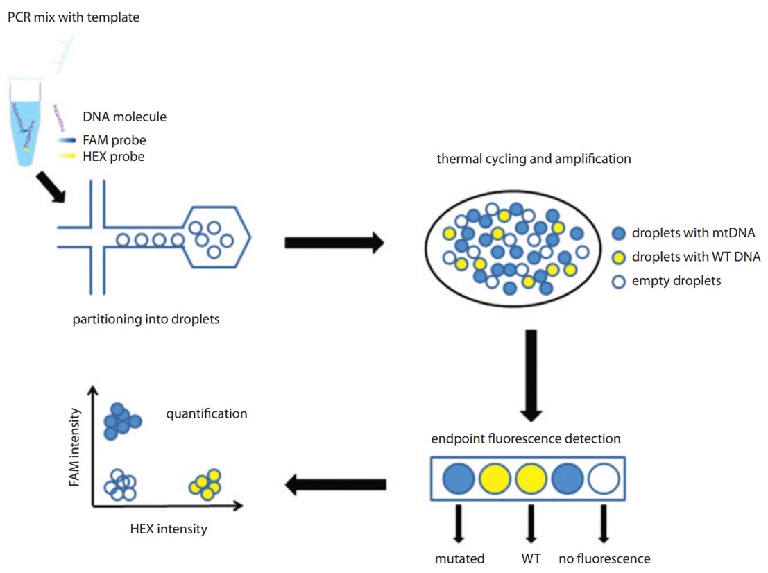 Droplet digital PCR (ddPCR) - Creative Diagnostics