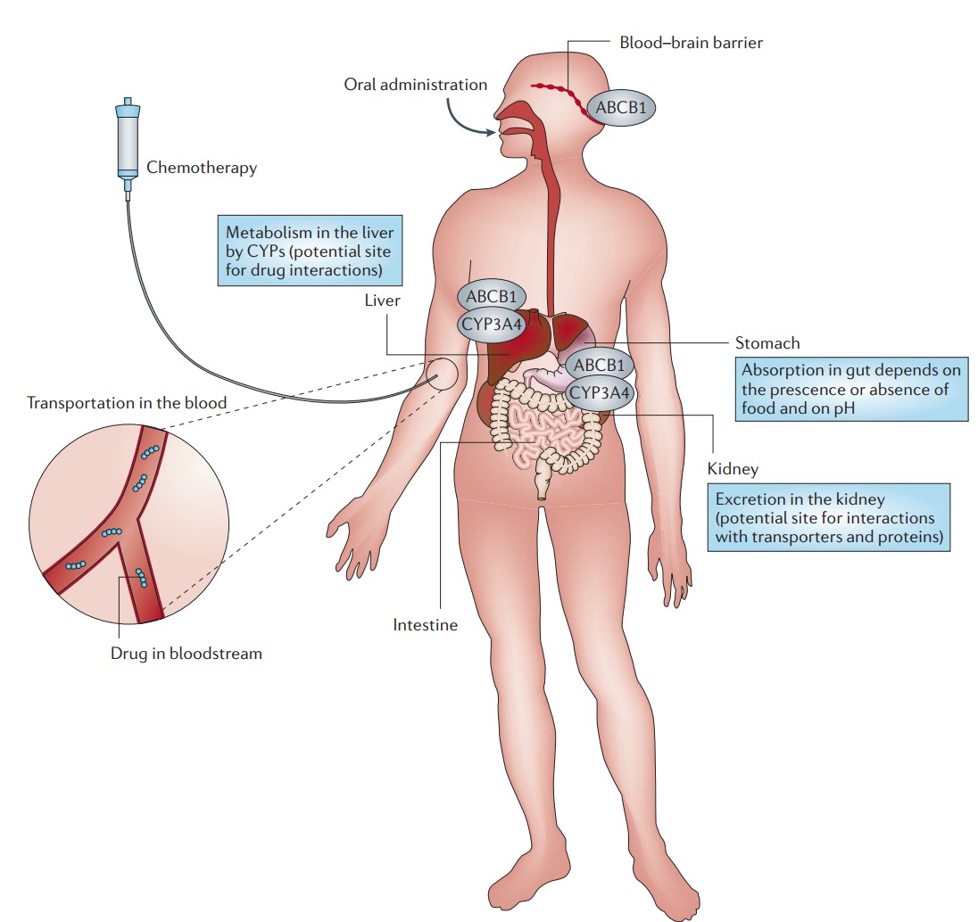 Drug-drug Interactions - Creative Diagnostics