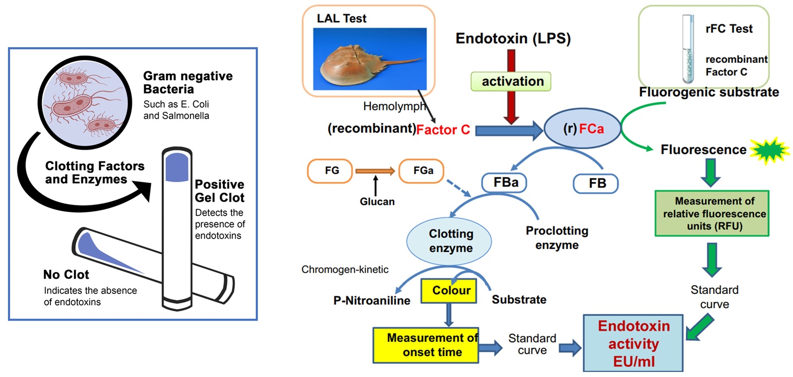 Endotoxin Testing Of Biological Drugs Creative Diagnostics