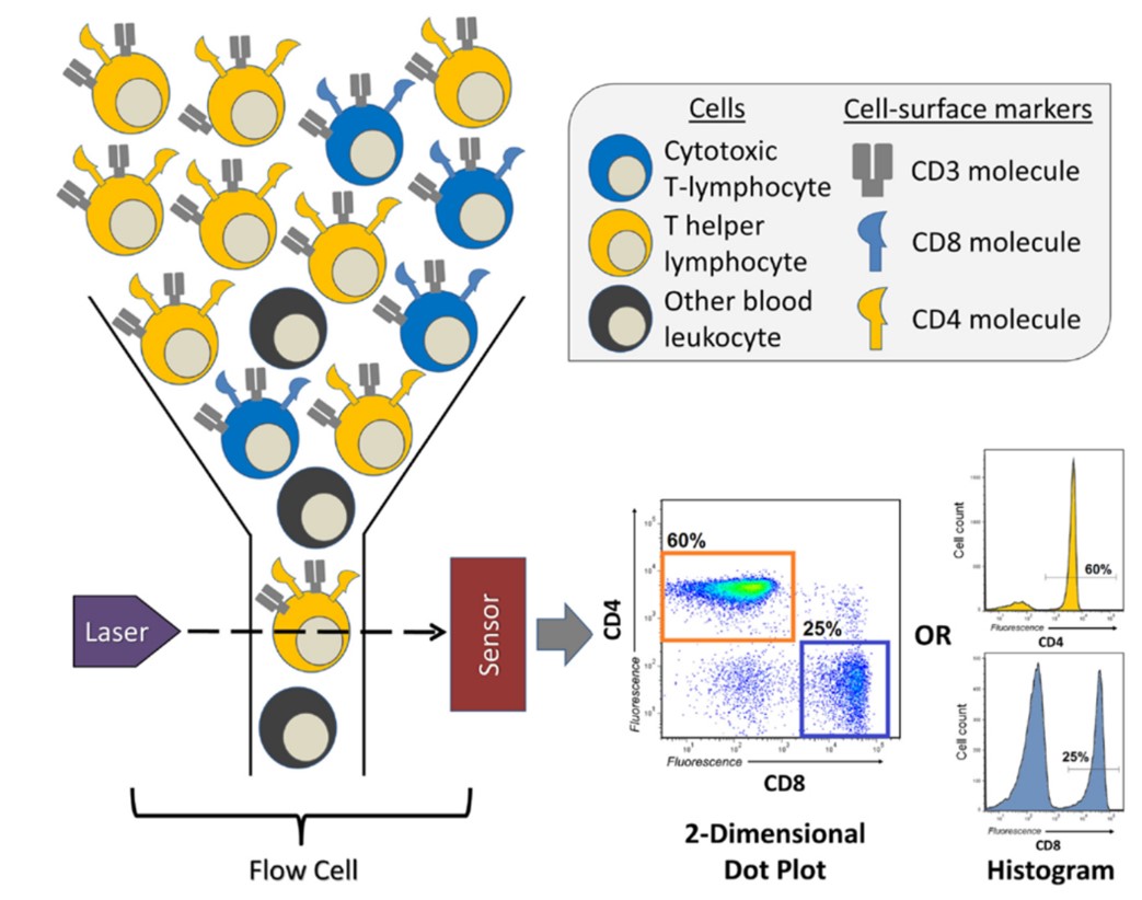 Flow Cytometry (FCM) - Creative Diagnostics