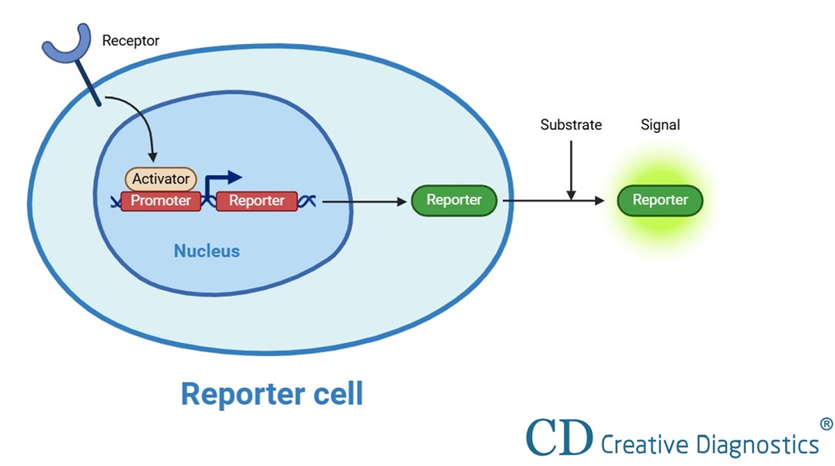Functional Assays for Detecting Anti-drug Neutralizing Antibody ...