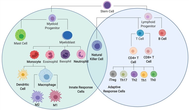 Immune Cell Analysis - Creative Diagnostics