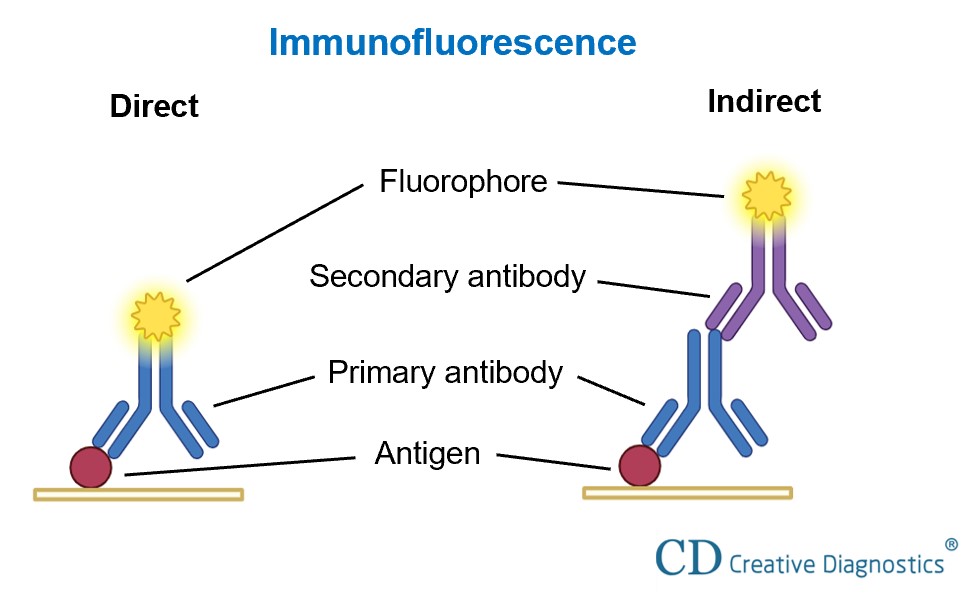 Immunofluorescence (IF) - Creative Diagnostics