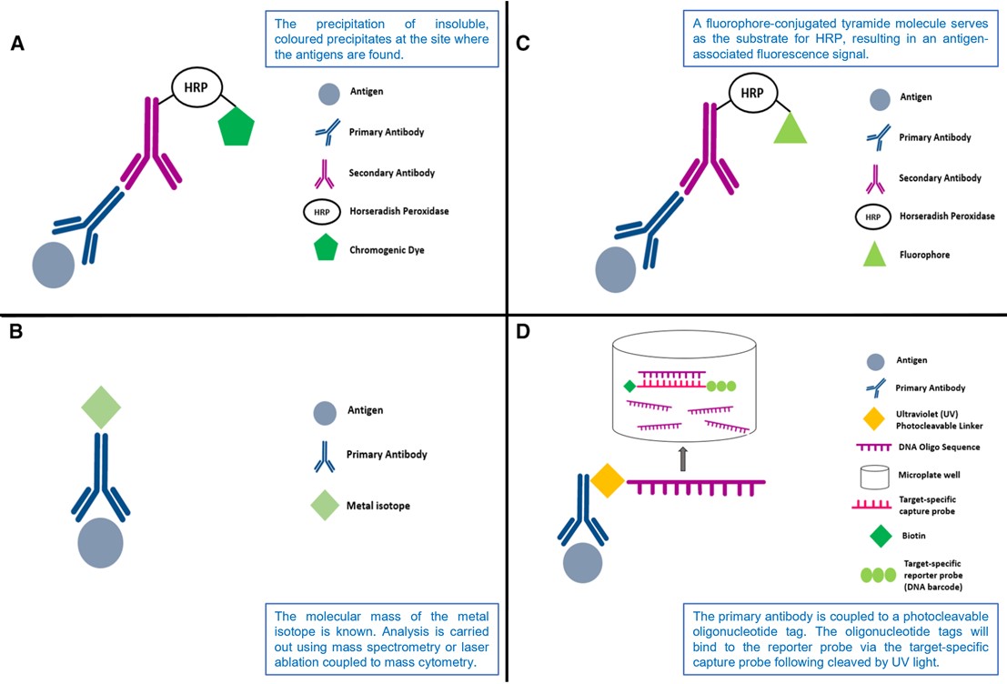 Immunohistochemistry (IHC) - Creative Diagnostics
