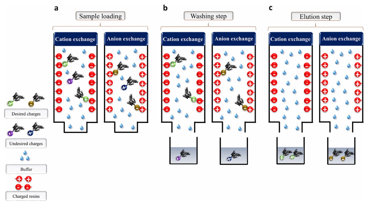 Impurity Analysis Of Biological Drugs Creative Diagnostics