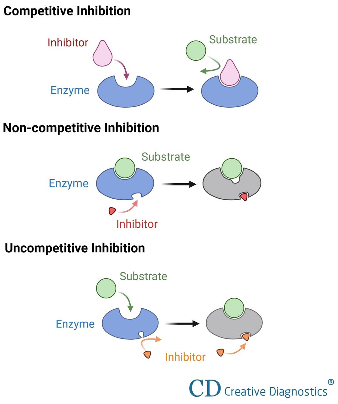 Inhibitors - Creative Diagnostics