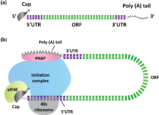 IVT mRNA Quality Control ELISA Kits - Creative Diagnostics