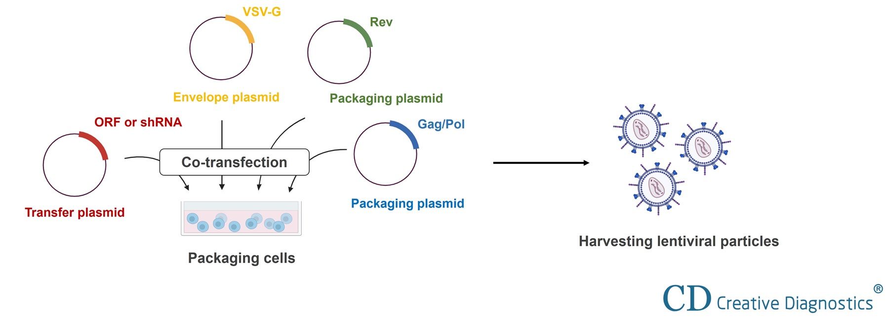 Lentiviral Packaging Kits - Creative Diagnostics