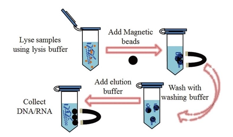 Magnetic Bead Nucleic Acid Extraction Kits - Creative Diagnostics