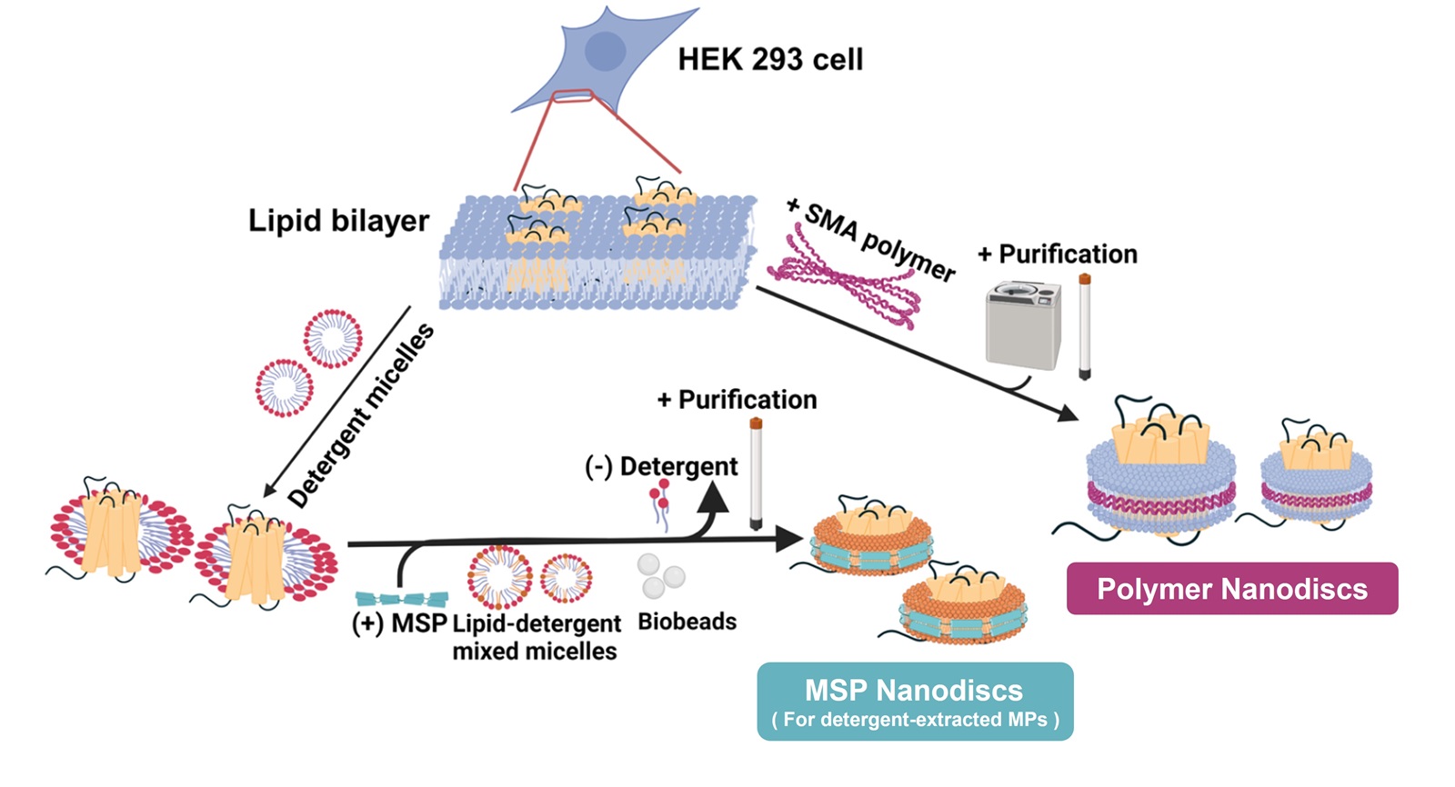 Memnd™ Nanodisc System For Membrane Protein Creative Diagnostics