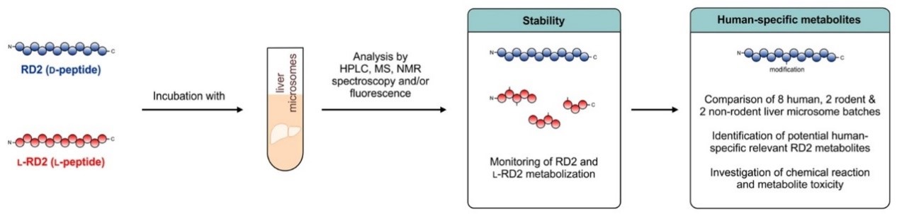 Metabolic Stability and Metabolite Analysis of Drugs - Creative Diagnostics