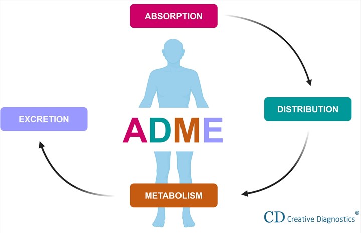 Metabolism of Drugs - Creative Diagnostics