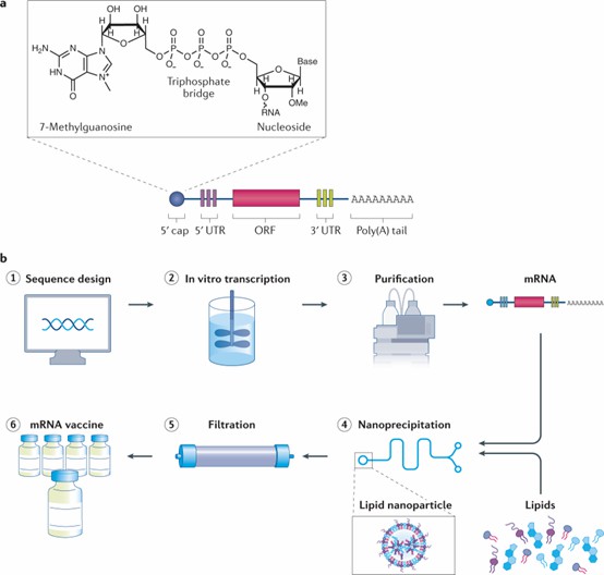 mRNA Preparation - Creative Diagnostics