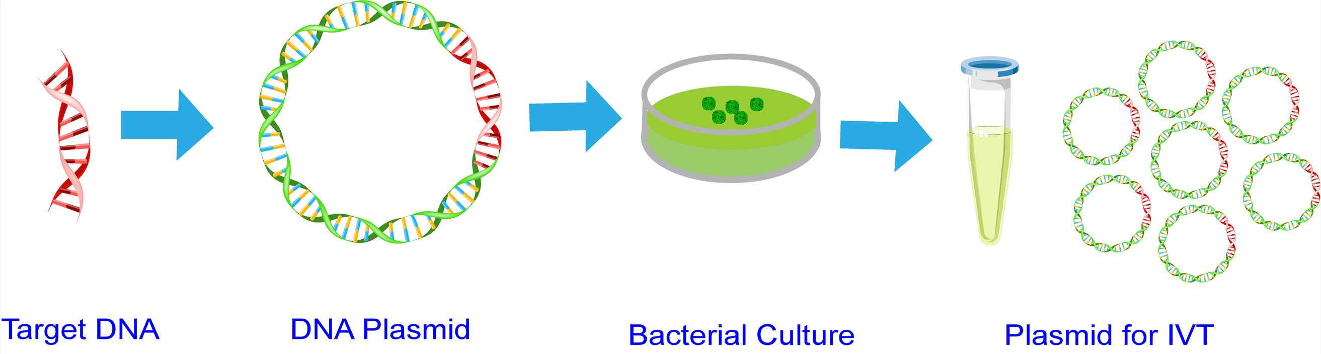 mRNA Vaccine and Drug Enzymes - Creative Diagnostics