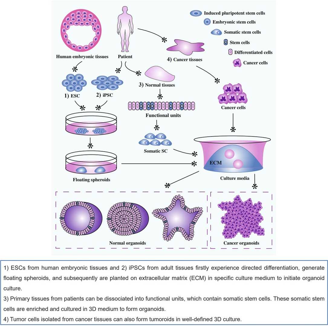 Organoid - Creative Diagnostics