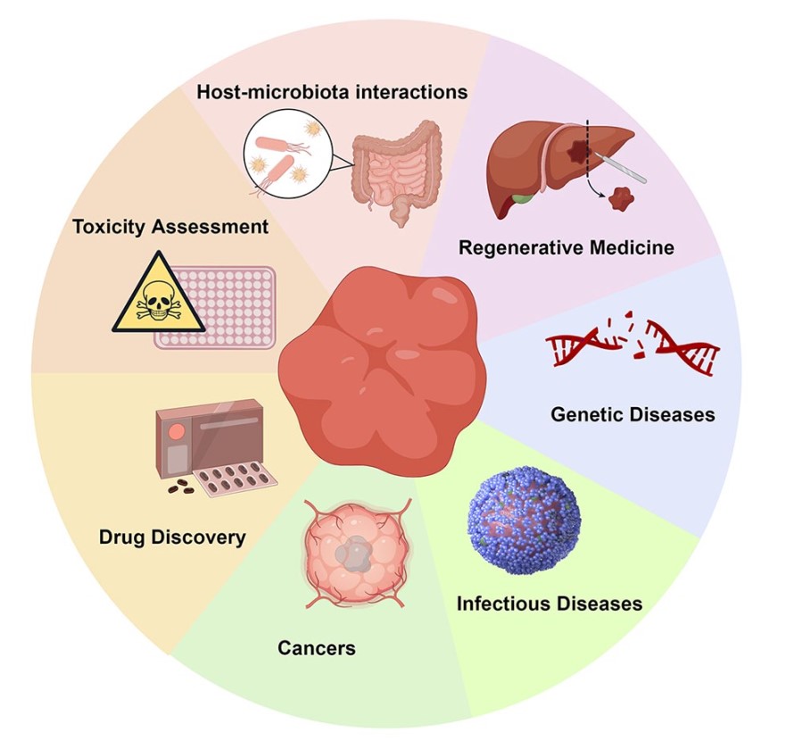 Organoid - Creative Diagnostics