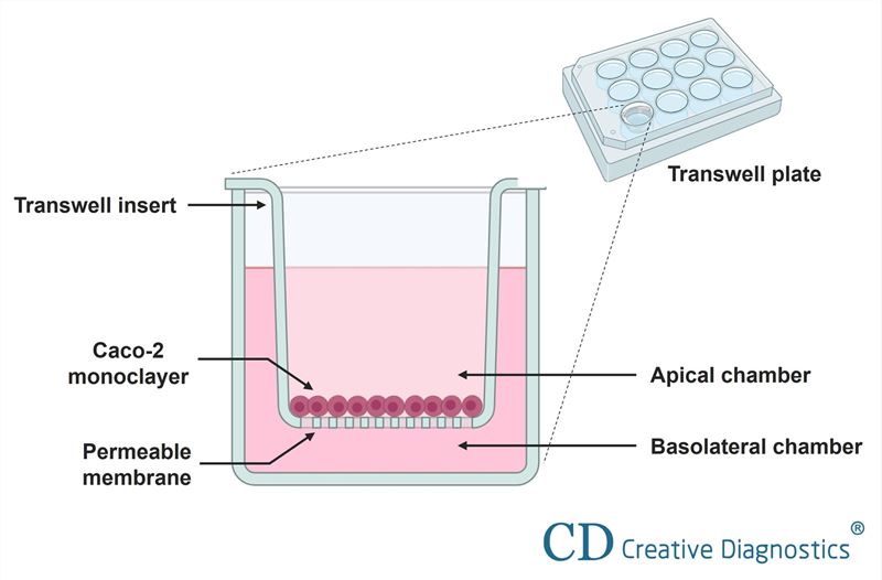 Permeability And Transmembrane Transport Assay Creative Diagnostics
