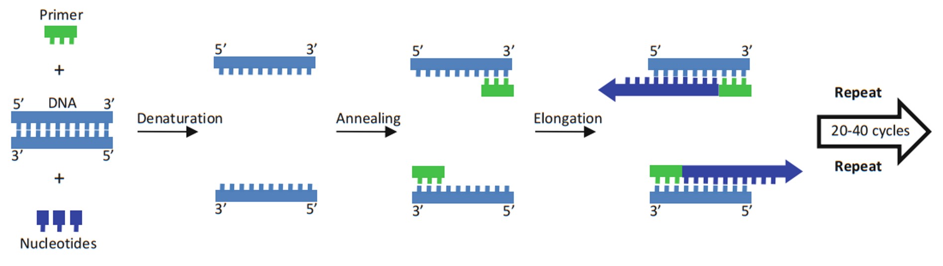 Polymerase Chain Reaction (PCR) - Creative Diagnostics